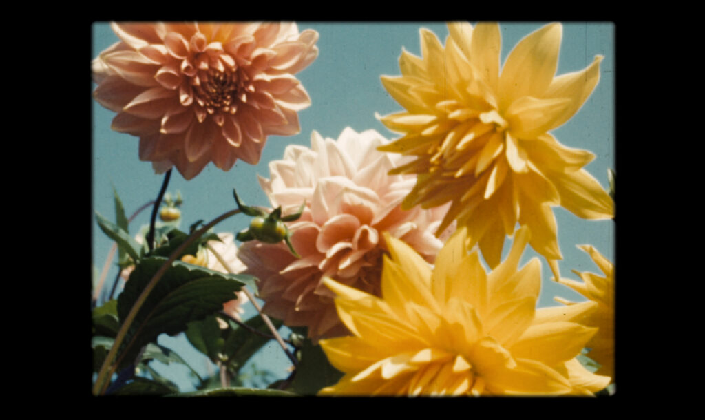 Revisited : Erënnerung | Wéi meng Mamm nach huet gesponnen - Lux Film ...